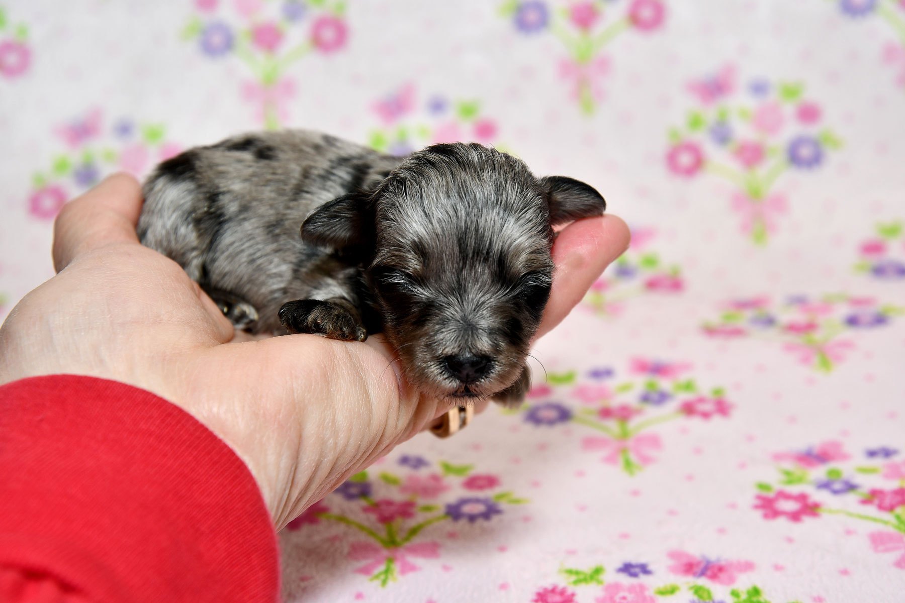 TOY size Schnauzers – Nikki & Winston’s Born 3/17/24 – Windy Hill Kennel