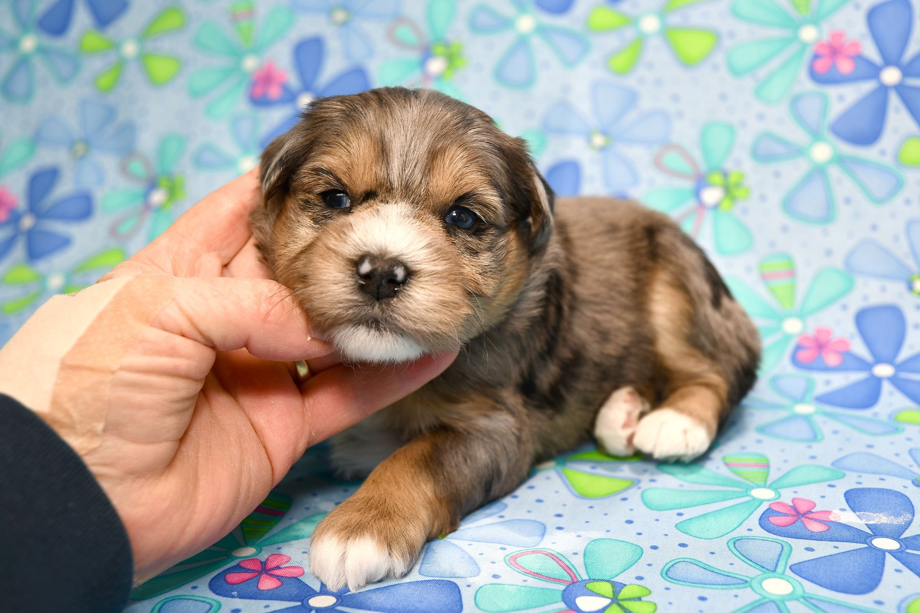 Hazel & Houdini Mini Schnauzer’s – Windy Hill Kennel