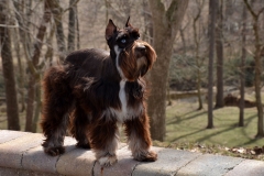 Miniature Schnoodles – Born 1/26/25 Ellie and Houdini Have 4 new fur ...