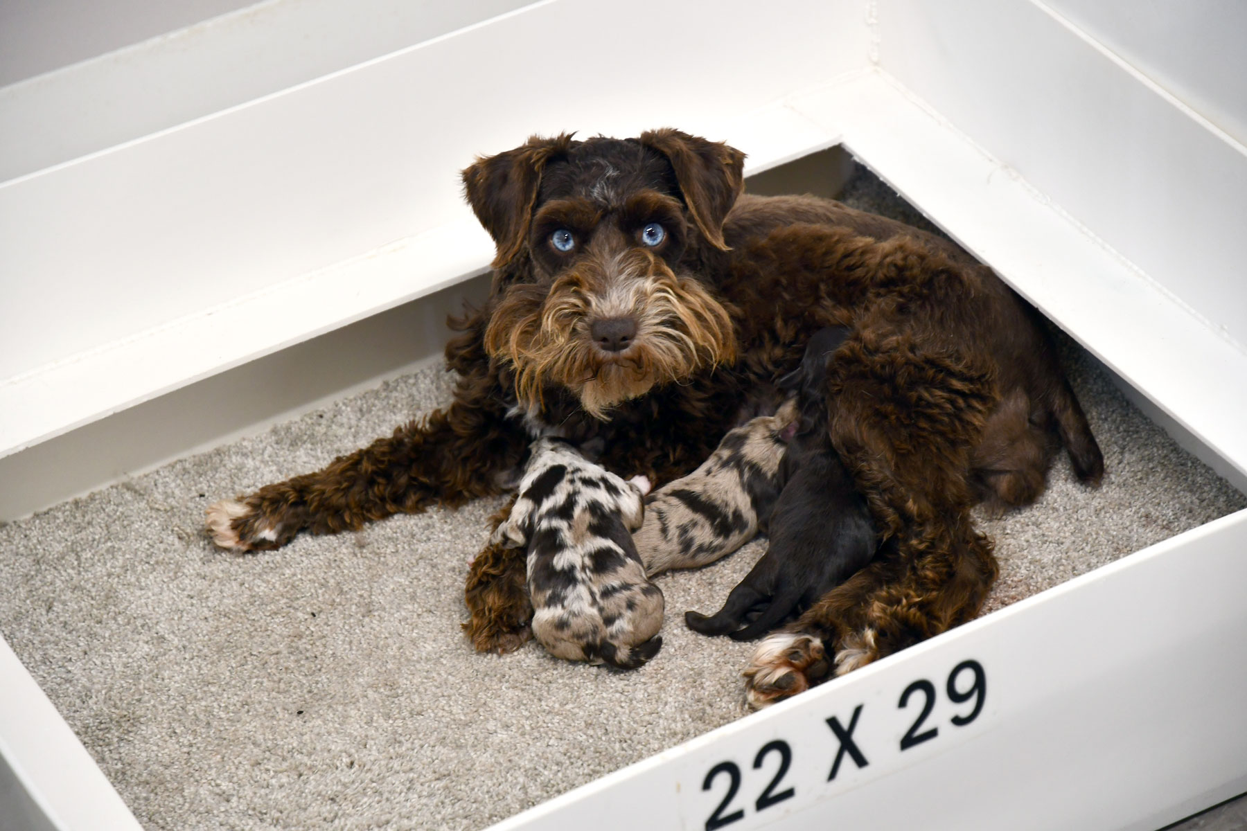 Callie and Ziggy have 3 fur kids born 5/17/29 – Windy Hill Kennel