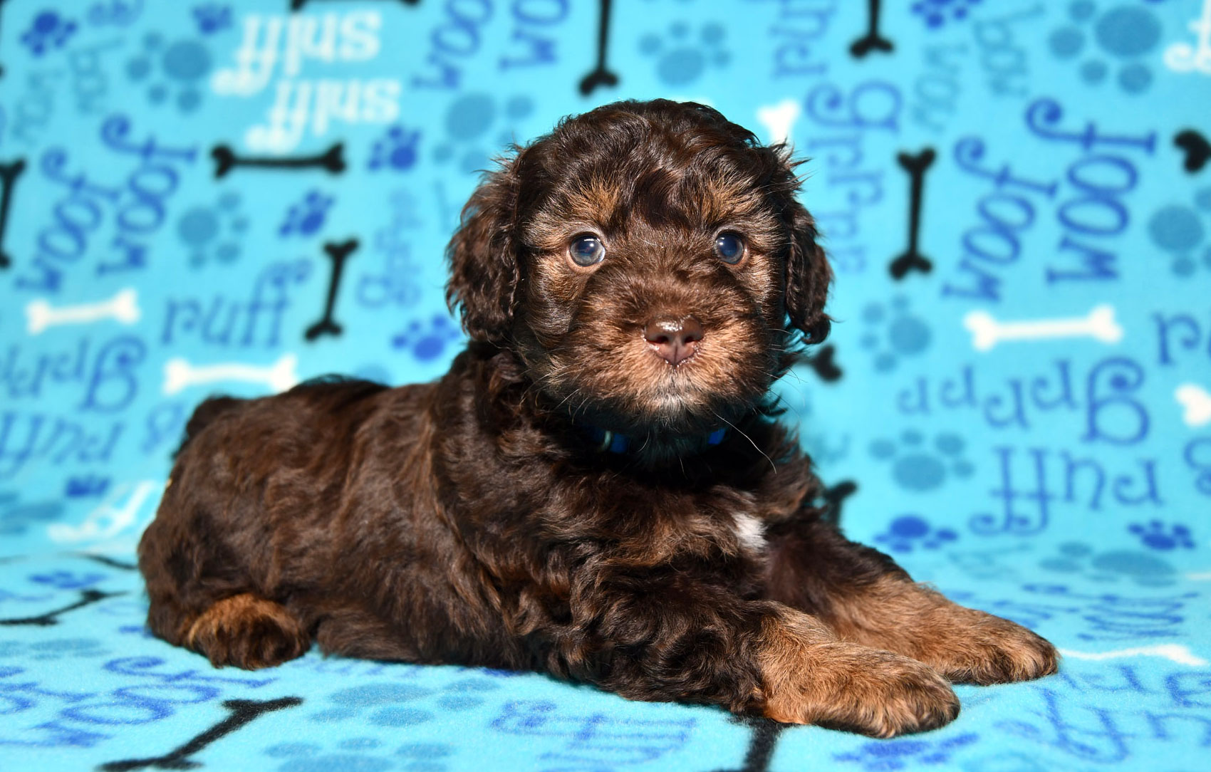 Melody & Ziggy Born on MOTHERS DAY Miniature Schnoodles 15 to 20 lb ...